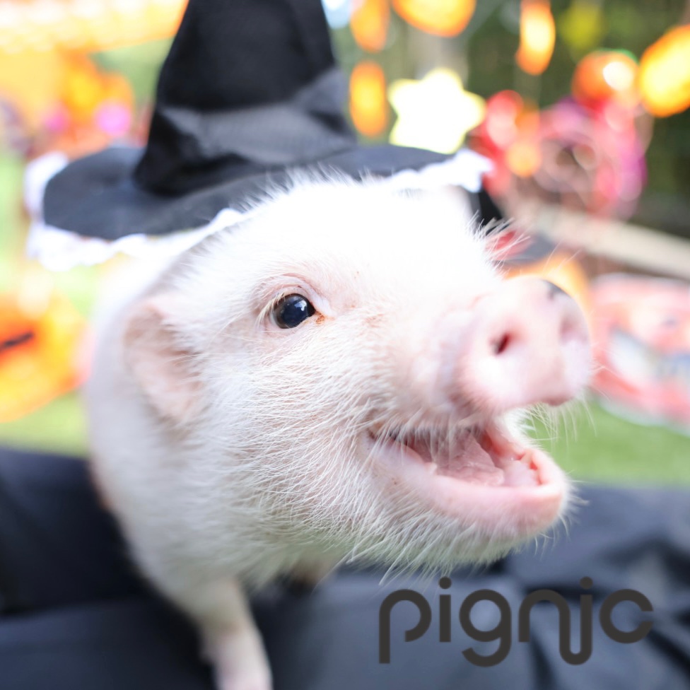 pignicハロウィンイベント - pignic cafe