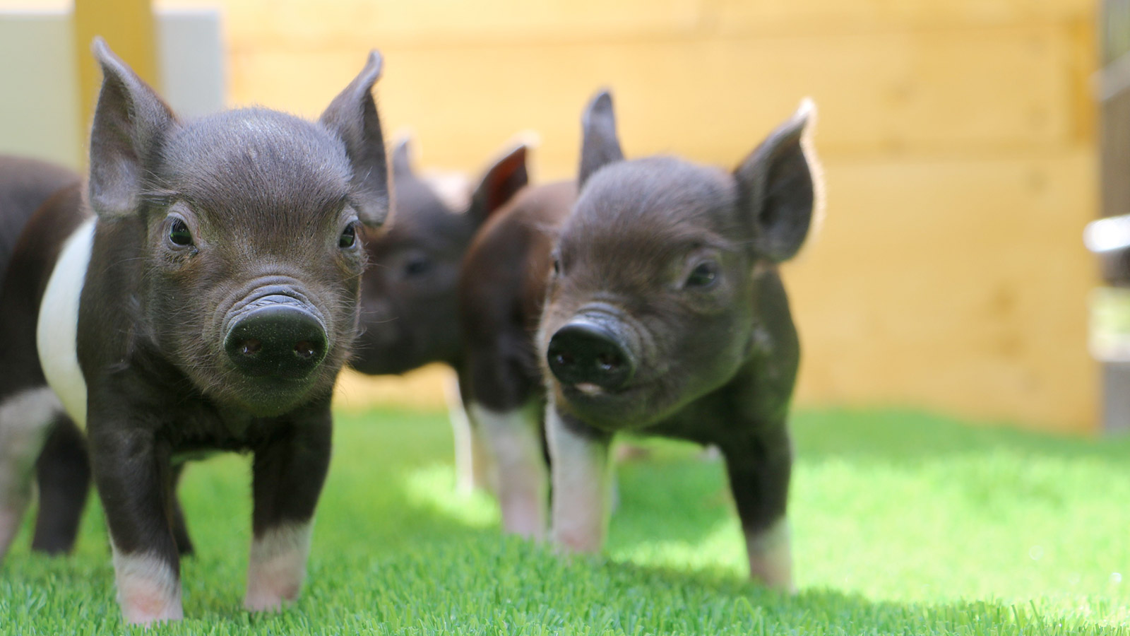 はじめての方へ - pignic cafe