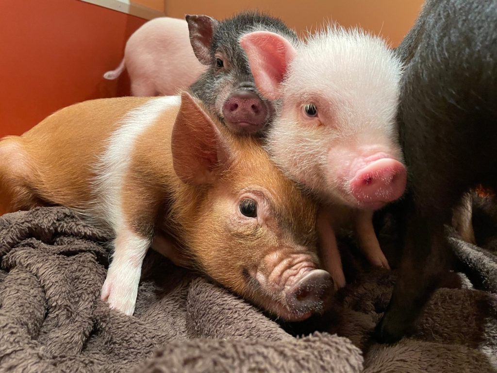 フジテレビ「めざましテレビ」に紹介されます - pignic cafe