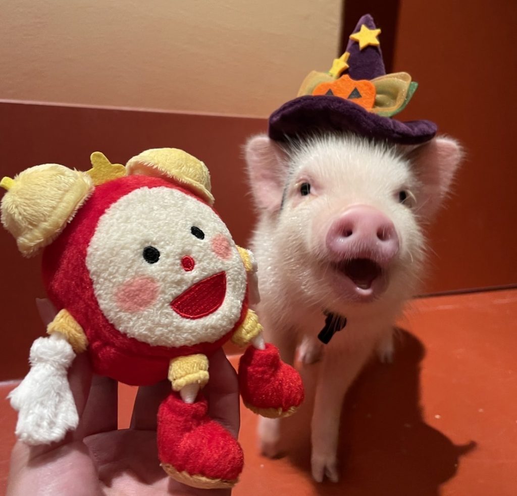 めざましテレビにpigちゃん出演 - pignic cafe