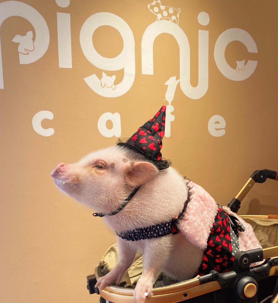 TOKYO MX 「堀潤モーニングFLAG」に紹介されました - pignic cafe