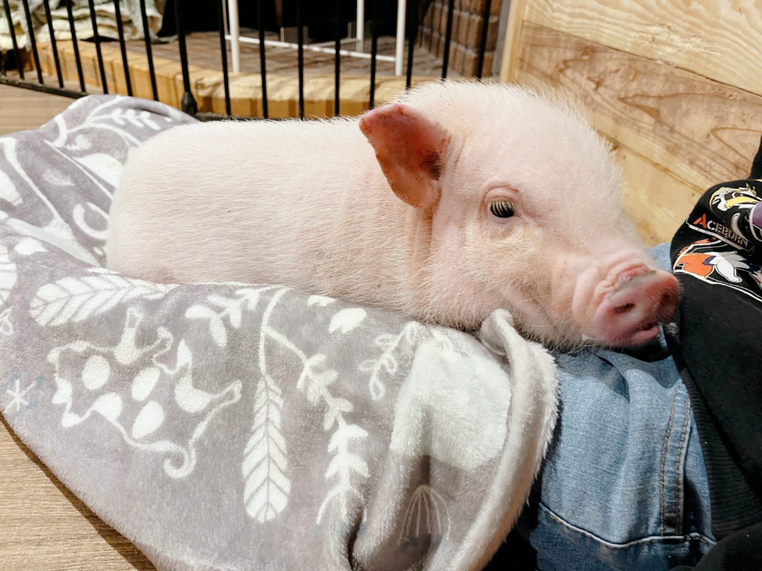 pignic cafe -ピグニック カフェ- マイクロブタと遊べる牧場体験型の総合施設