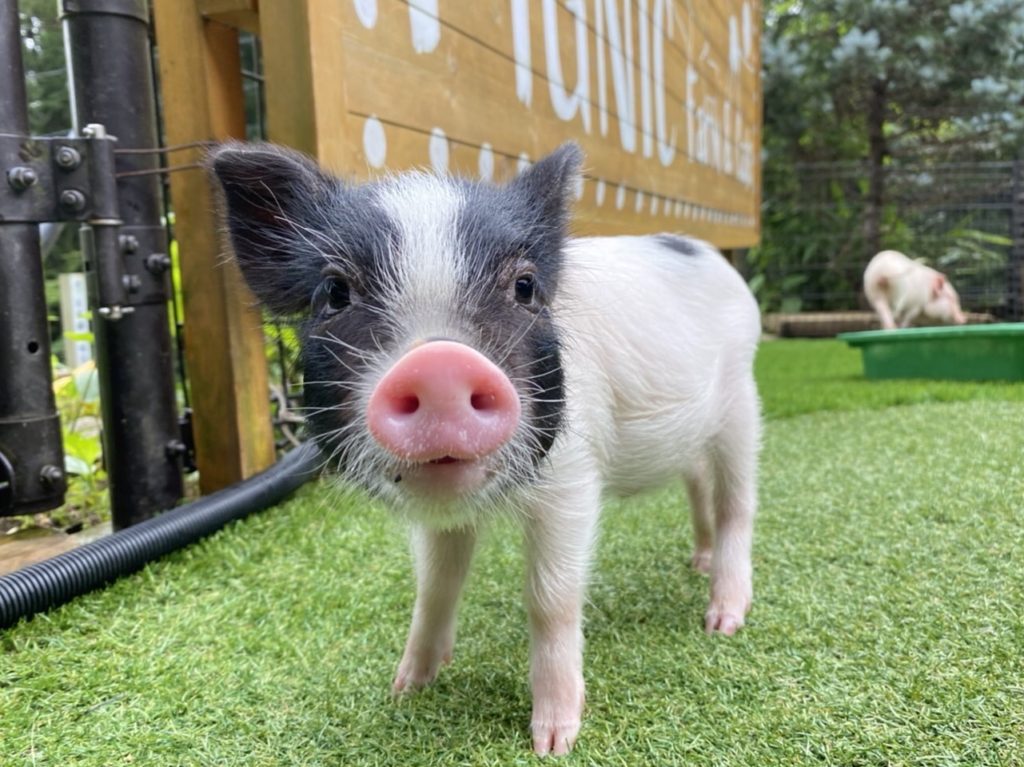 pignic farm &cafe無料開放！！地元の方々へ感謝の気持ちを込めて - pignic cafe