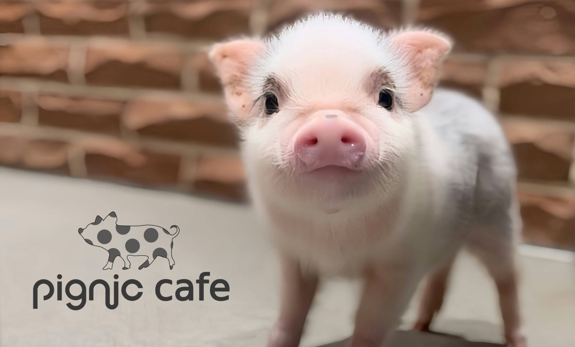 pignic SNSおすすめ動画10選【2025年8月編】 - pignic cafe